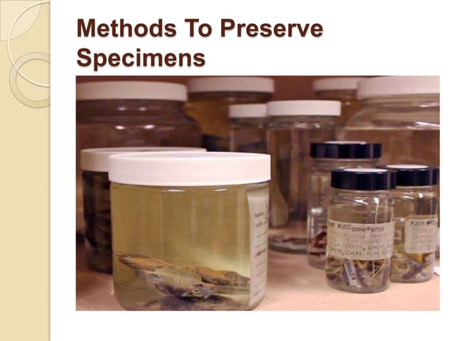 Collection & Preservation of Animal Specimens | PDF