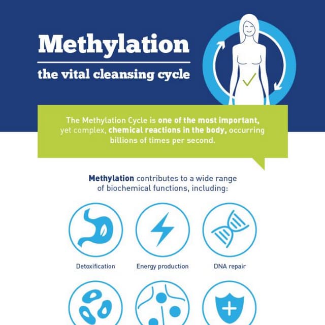 Methylation Cycle | PDF