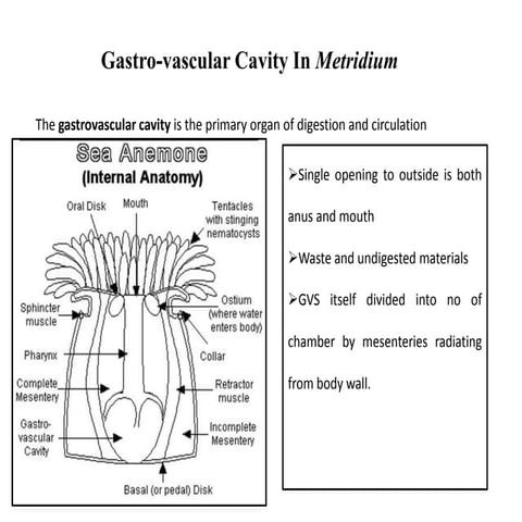 Metridium life cycle | PPTX
