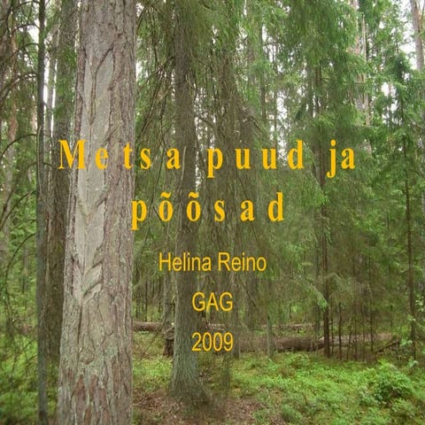 Metsa Puud Ja PõõSad | PPT