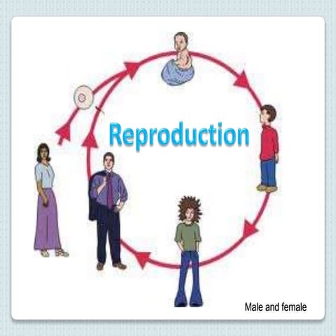 lesson 4.2 Human Reproduction | PPT | Infertility | Reproductive Health