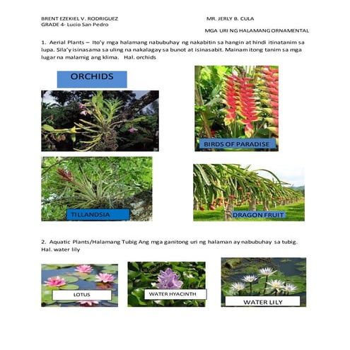 Halamang ornamental | PPTX