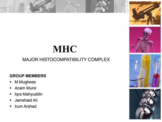STRUCTURE AND FUNCTIONS OF MHC | PPT