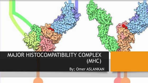 STRUCTURE AND FUNCTIONS OF MHC | PPT