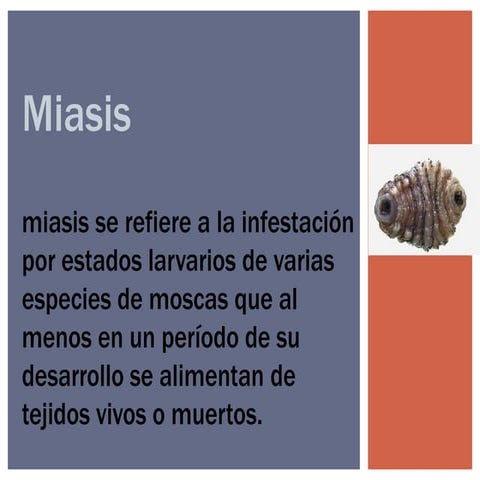 Miasis | PPTX