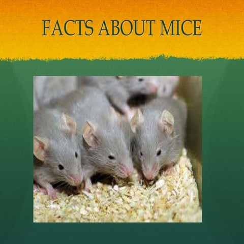 Mice Power Point Presentation | PPTX