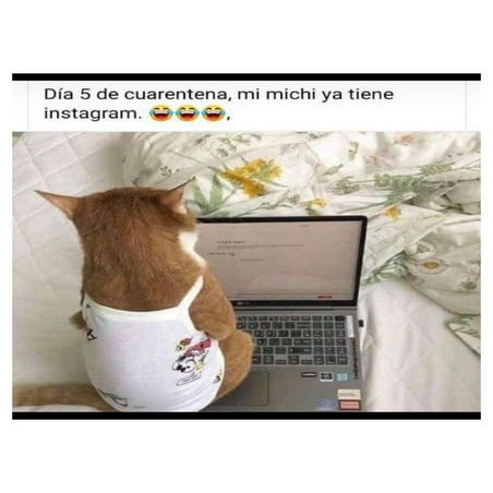 MICHI EN COMPUTADOR 2