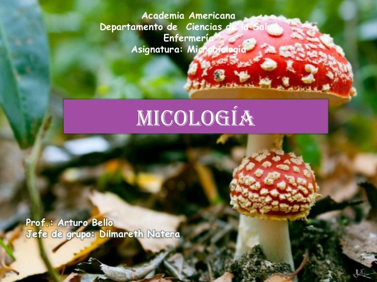 Qu Es La Micologa Y Que Estudia