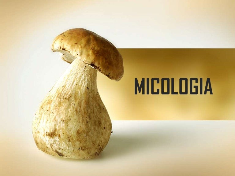 Micologia