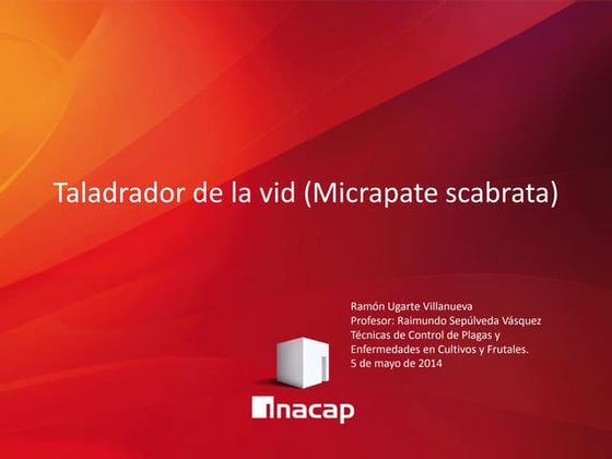 Plagas y enfermedades de la vid | DOCX