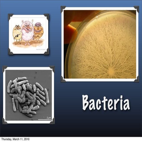 Bacteria | PPT