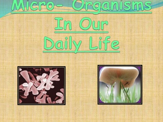 Grade 11 - Microorganisms: Bacteria | PPT