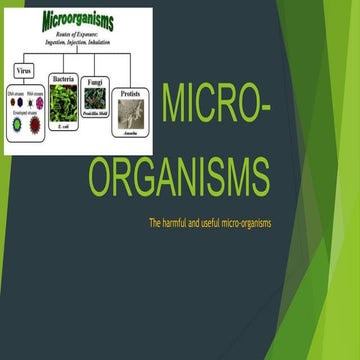 Harmful and Useful Microorganisms Presentation | PPTX