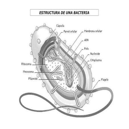 estructura bacteriana , procariota unicelular | DOCX