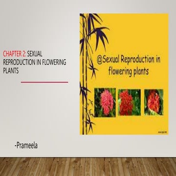 Reproduction in Cycas | PPTX
