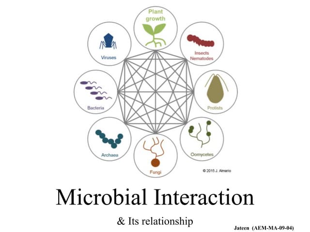Microbial Interaction And Its Relationship Ppt