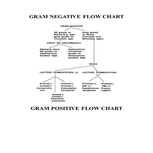 Gram Negative Diplococci Flow Chart