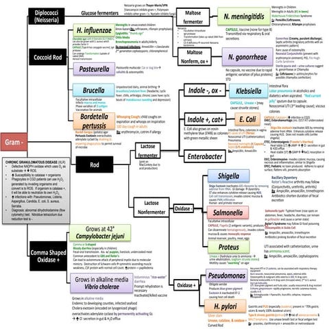 Microbiology Chart