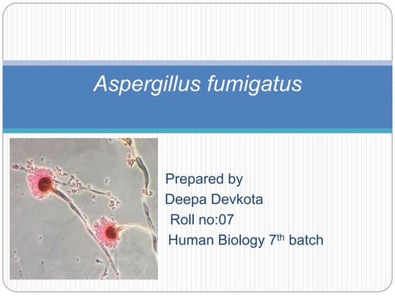 Aspergillus | PDF