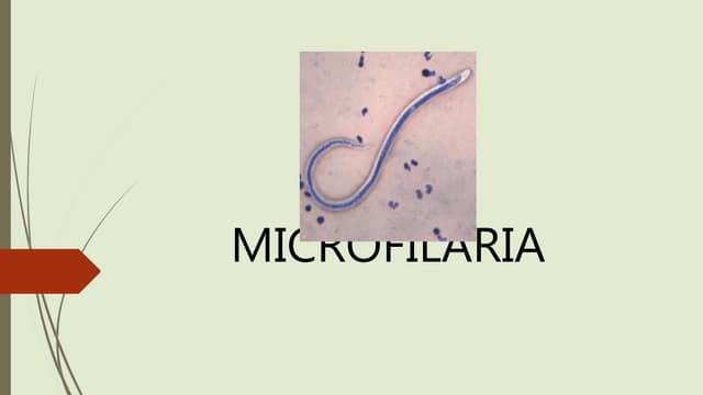 Pathogenesis of filariasis | PPTX