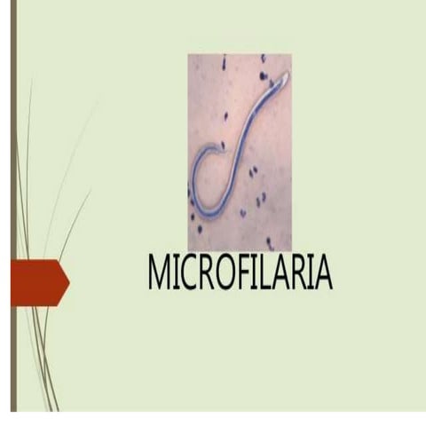 microfilariya hemat.pptx