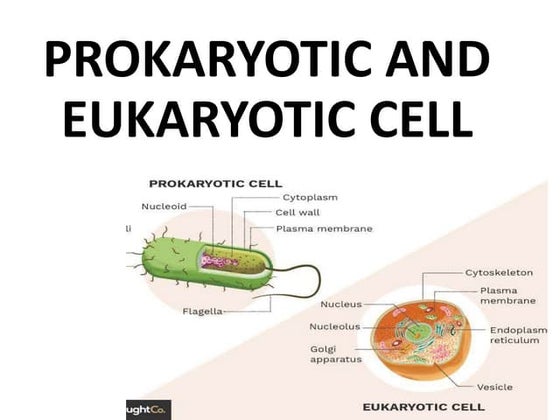 Prokaryotes and eukaryotes powerpoint | PPT