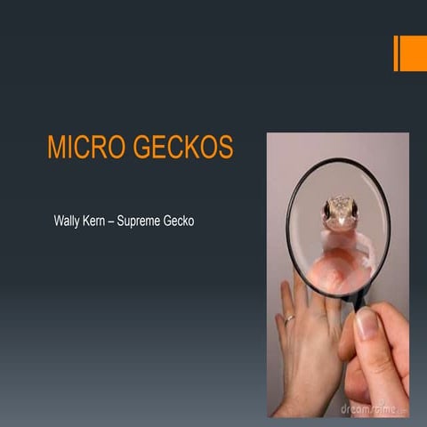 Micro geckos | PPTX | Reptiles | Pets