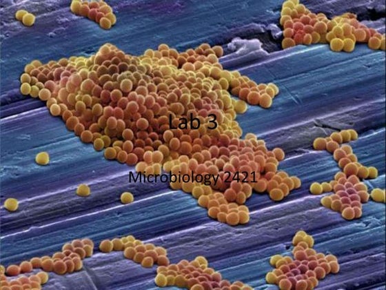 Wet mount and hanging drop methods. | PDF | Physics | Science