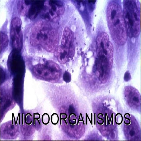 Los microorganismos | PPT