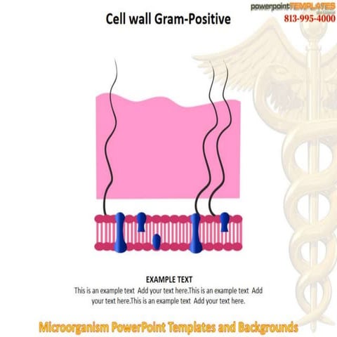 Microorganism PowerPoint Templates and Backgrounds | PPTX