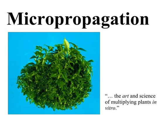 Micropropagation | PPTX