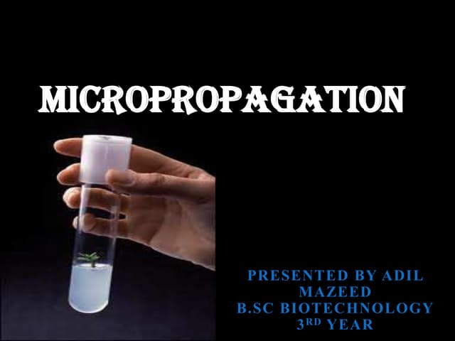Micropropagation | PPTX