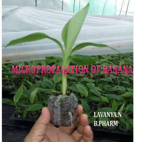 Micropropagation of banana | PPTX