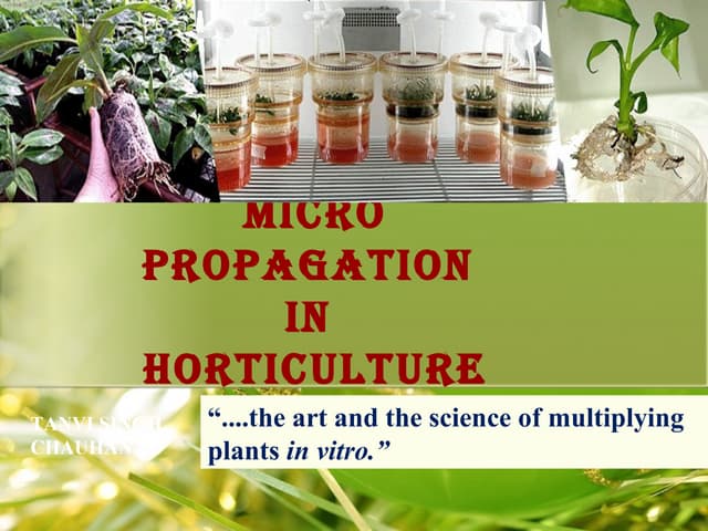 Micropropagation | PPTX