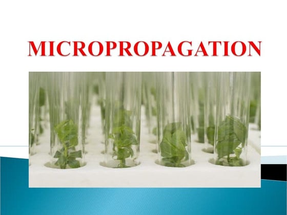 Micropropagation | PPT