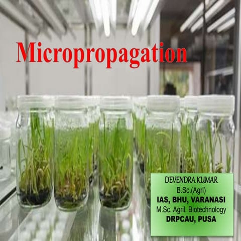 Micropropagation | PPTX