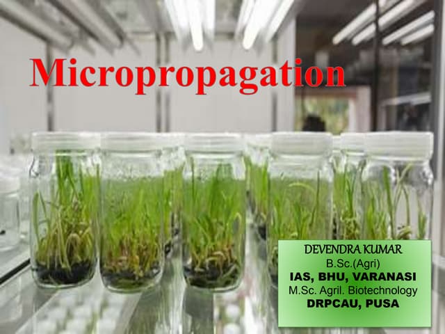 Micropropagation | PPTX