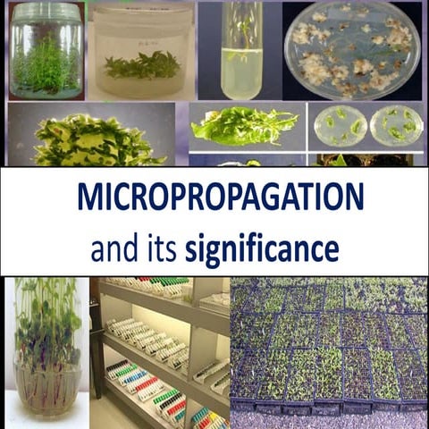 Micropropagation | PDF