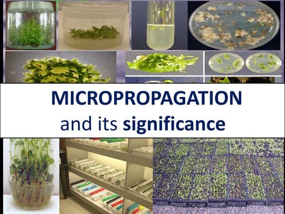 Preparation of plant tissue culture media,types and Sterilization | PPT