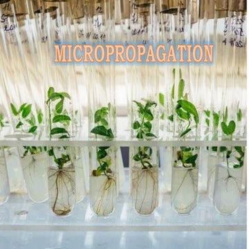 micropropagation.pdf horticulture lacture | PDF