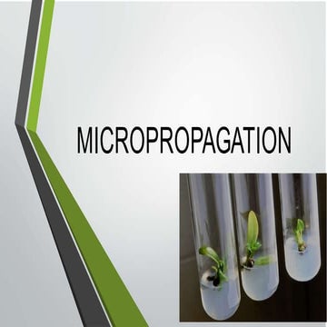 MICROPROPAGATION (1).doc