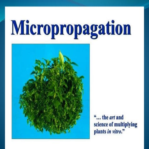 Micropropgation | PPTX