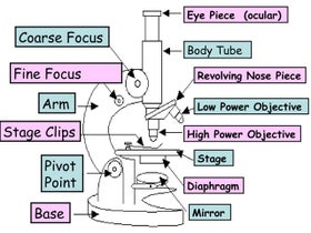Biology label part of microscope | PDF