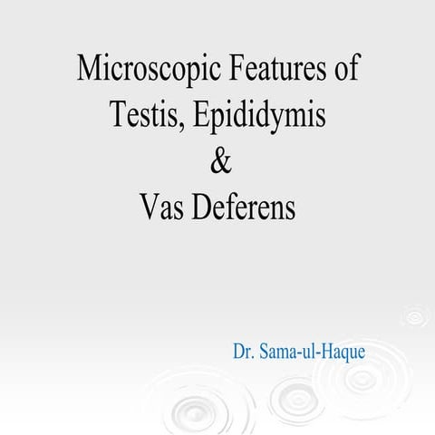 Microscopic Features of Testis, Epididymis Vas Deferens.pdf
