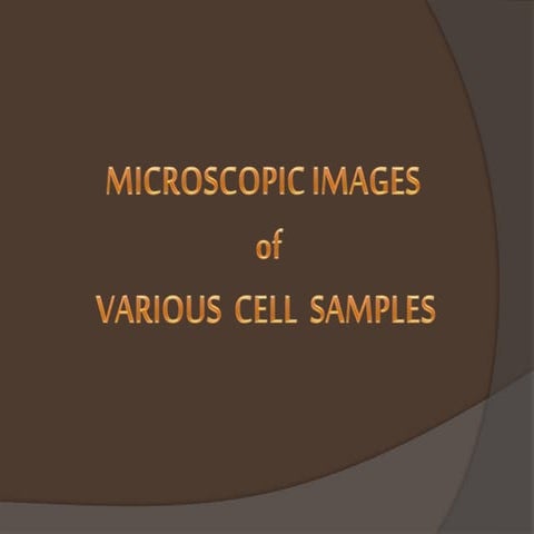 Microscopic Images of Various Cell Samples | PPTX | Blood Disorders ...