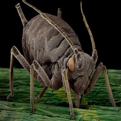 Microscopic - photography | PPT