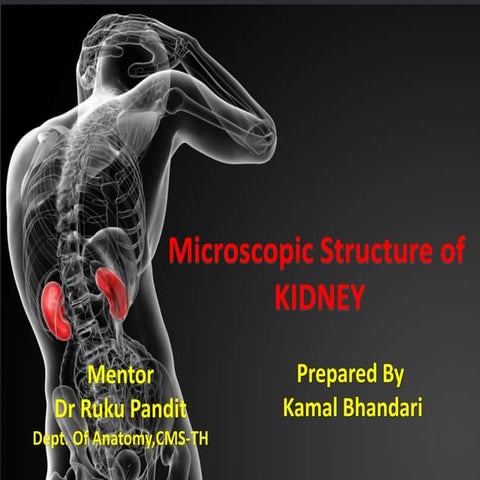 Microscopic structure of kidney | PPTX