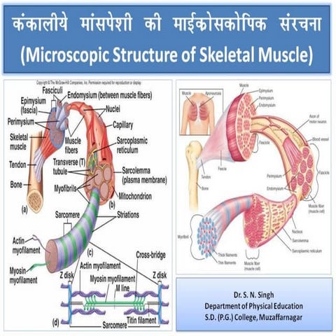 Microscopic structure of skeletal muscle by Dr. S. N. Singh | PPT