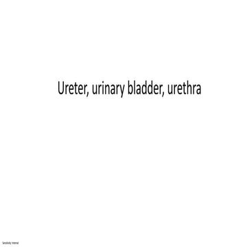 MICROSCOPIC STRUCTURE OF URETER, URINARY BLADDER ,URETHRA.pptx