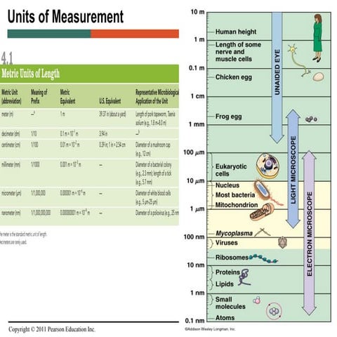 Microscopy | PPT